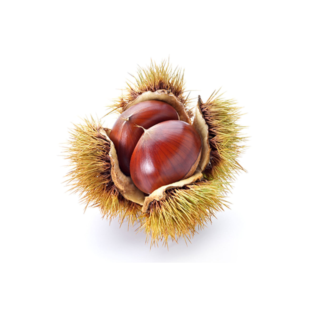 CHEST NUT – New Indian Supermarket, Tracy